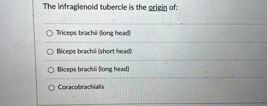the infraglenoid tubercle is the origin of triceps brachii long head ...