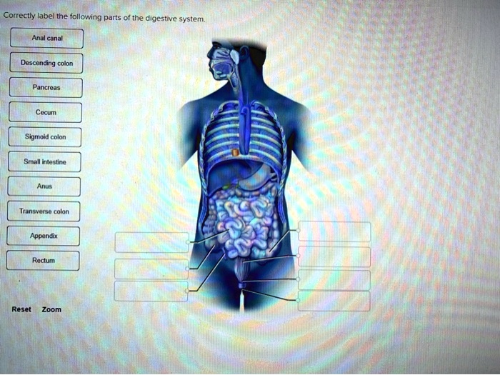SOLVED: Correctly label the following parts of the digestive system ... SOLVED: Correctly label the following parts of the digestive system ...