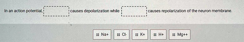 SOLVED: In an action potential, causes depolarization while causes ...