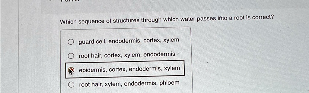 Which sequence of structures through which water passes into a root is ...