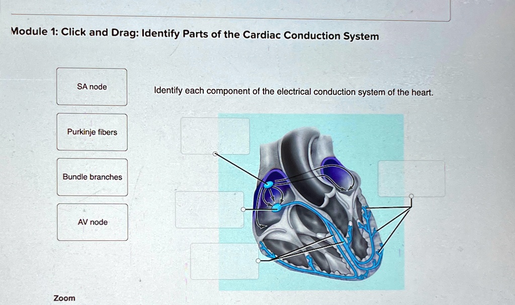 Module 1: Click and Drag: Identify Parts of the Cardiac Conduction ...