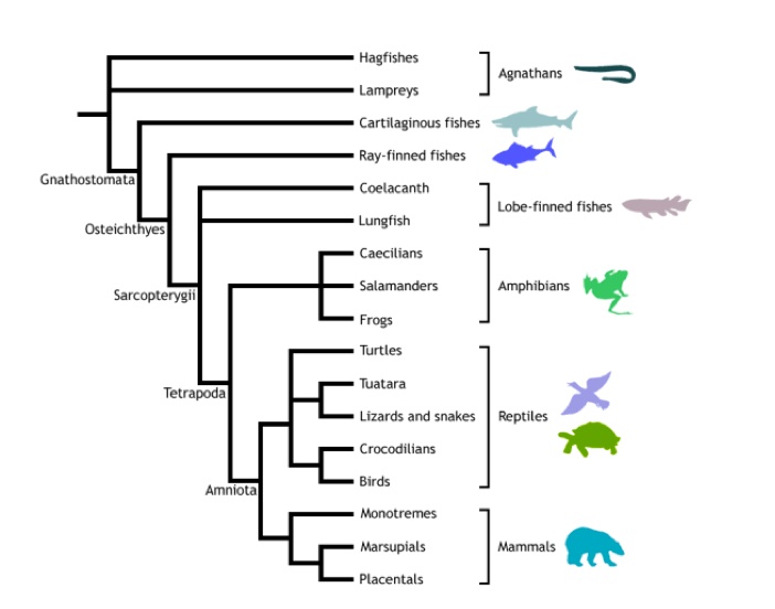 hagfishes lampreys agnathans cartilaginous fishes ray finned fishes ...