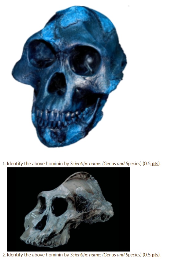 SOLVED: 3. Neanderthal remains found in Neander Valley, Germany (1856 ...