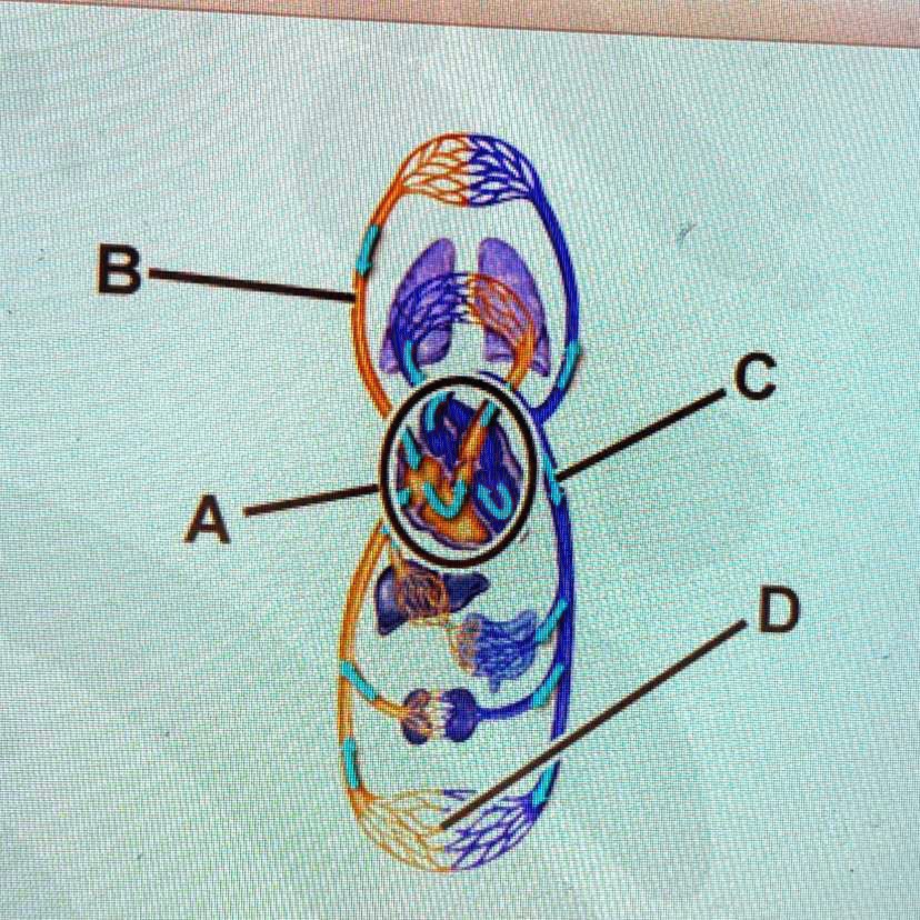 SOLVED: 'Identifying the Functions of the Structures of the Circulatory System Identify the ...