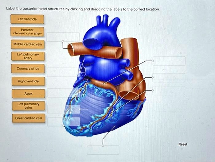 Label the posterior heart structures by clicking and...