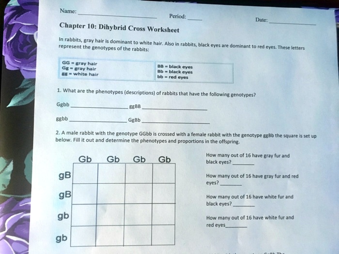SOLVED: Name: Period: Date: Chapter 10: Dihybrid Cross Worksheet ...