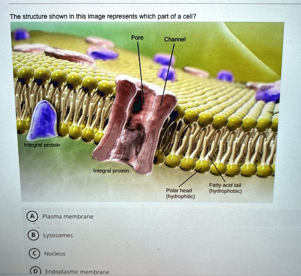 the structure shown in this image represents which part of a cell ...