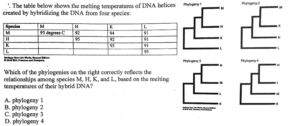 the table below shows the melting temperatures of dna helices phylogeny created by hybridizing ...