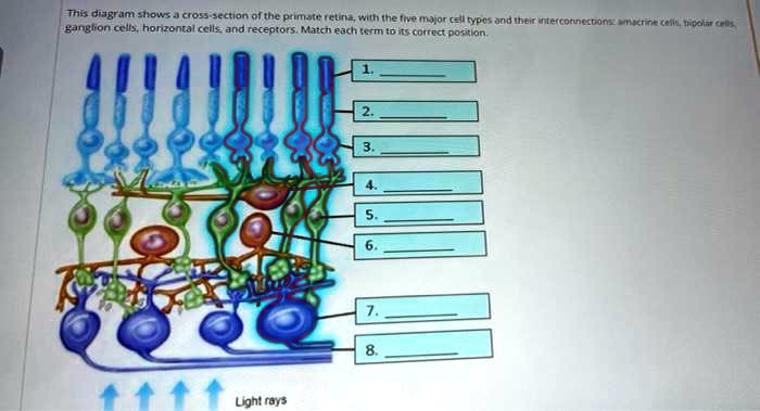 [GET ANSWER] This diagram shows a cross-section of the primate retina ...