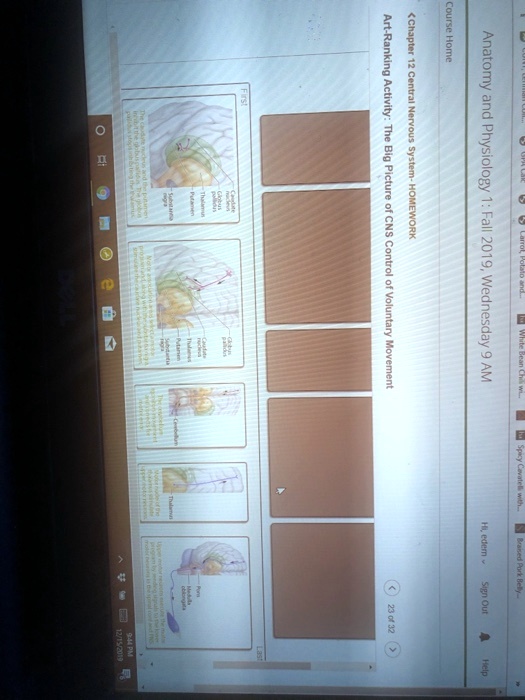 SOLVED: Course Home Chapter 12: Central Nervous System - HOMEWORK Art ...