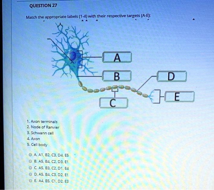 QUESTION 27 Match the appropriate labels (1-4) with their respective ...