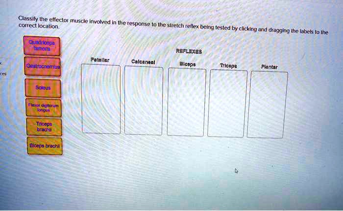 Classify the effector muscle involved in the response to the stretch ...