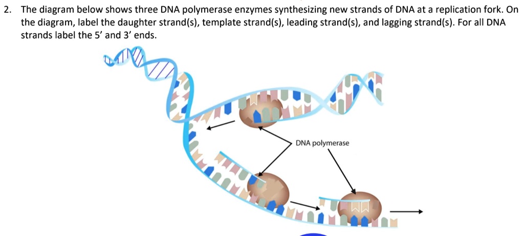 2. The diagram below shows three DNA polymerase enzymes synthesizing ...