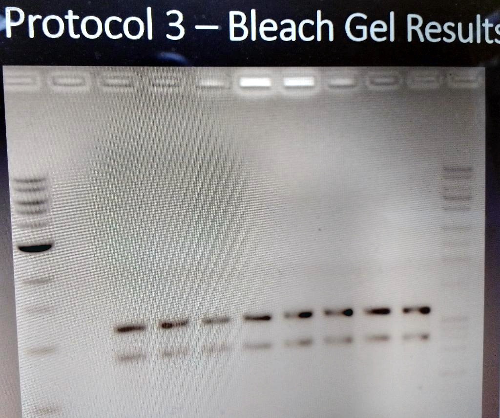 SOLVED: Paste the RNA Electrophoresis gel image. Label all wells and ...
