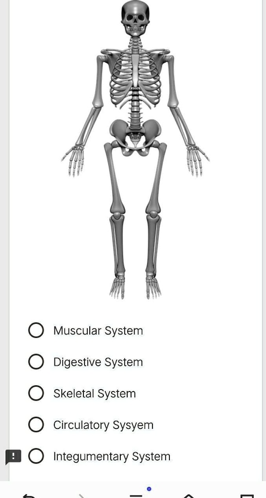 Identify the body system. Muscular System Digestive System Skeletal ...