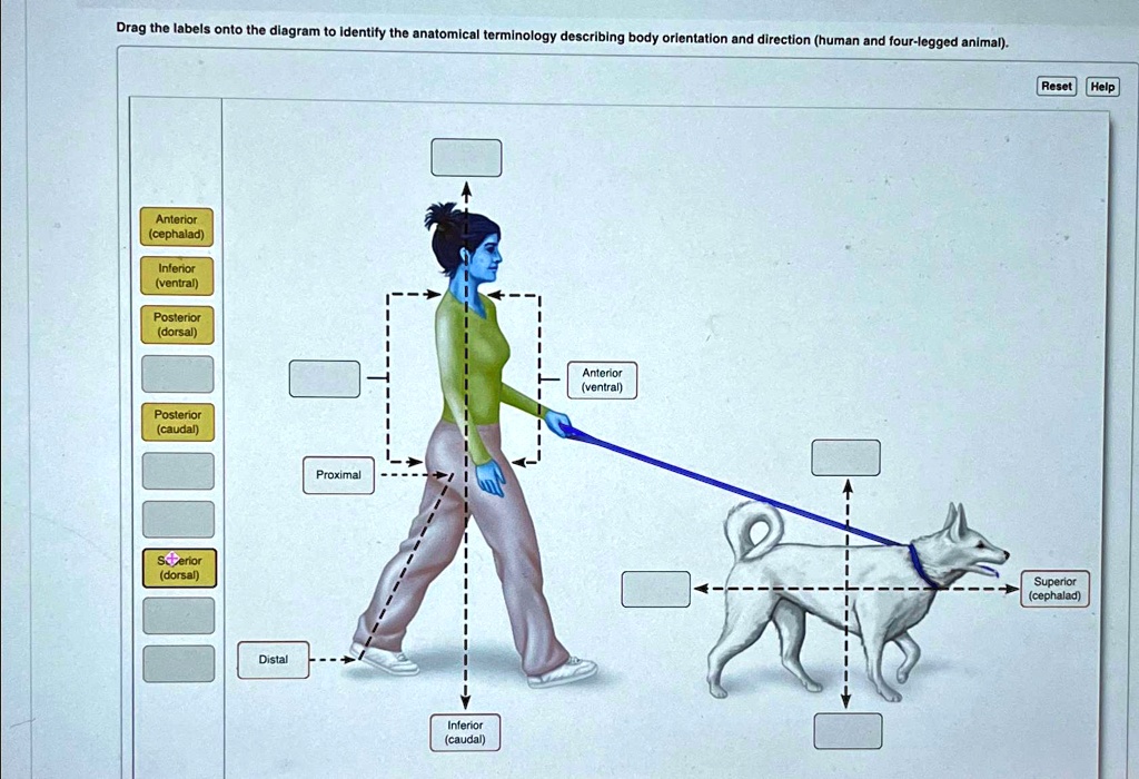 Drag the labels onto the diagram to identify the anatomical terminology ...