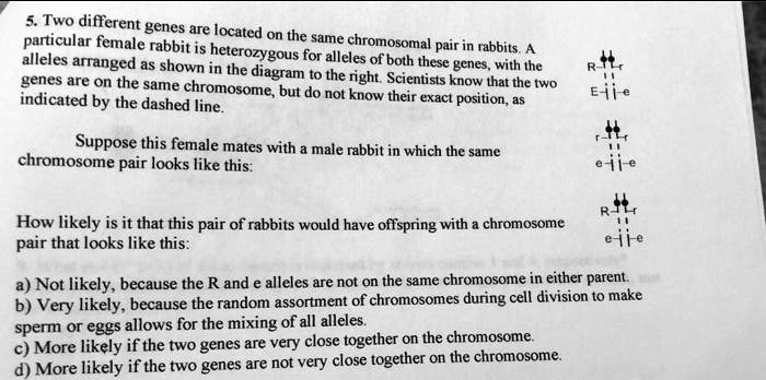 SOLVED: Two different genes are located Particular female rabbit is on ...