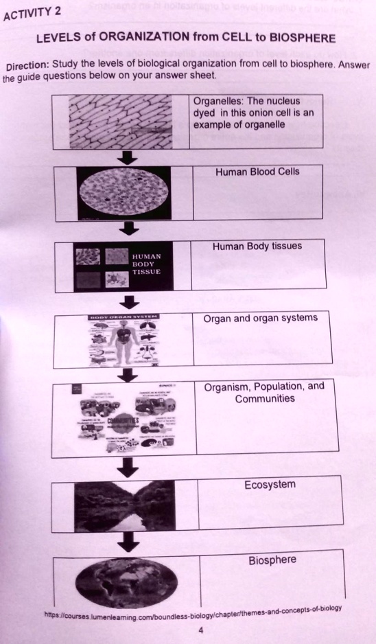 ACTIVITY 2 LEVELS of ORGANIZATION from CELL to BIOSPHERE Direction ...