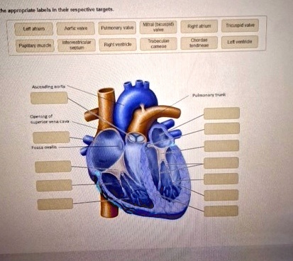 the appropriate labels in their respective targets left atrum aortic ...