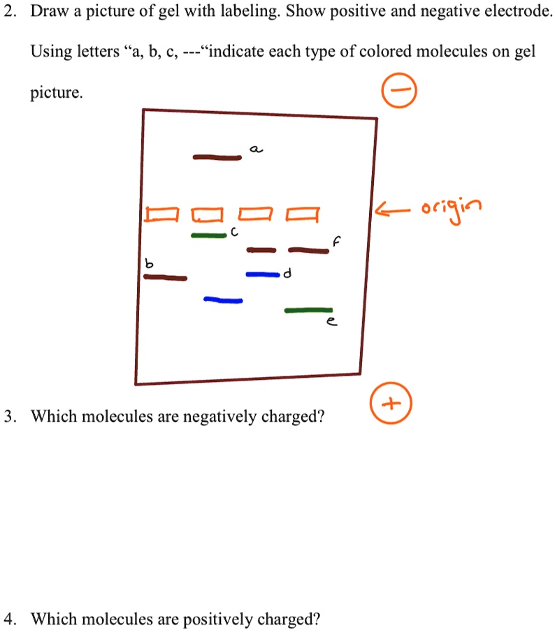 SOLVED: Draw a picture of gel with labeling. Show positive and negative ...