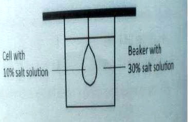 1the diagram given below shows a beaker containing 30 salt solution and ...