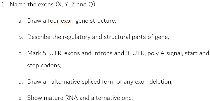 name the exons z and q draw a four exon gene structure describe the ...
