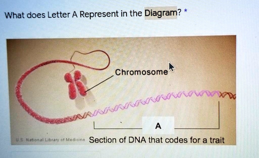 What does Letter A Represent in the Diagram? * Chromosome A US National Library of Medicine ...
