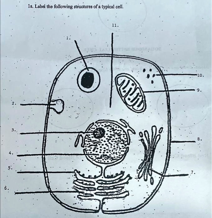 SOLVED: la Label the following structures of a typical cell