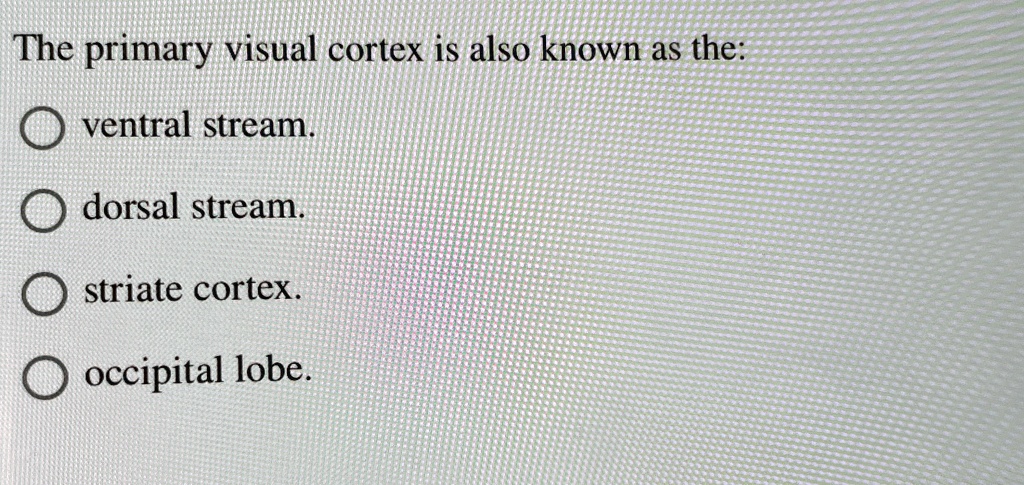 The primary visual cortex is also known as the: ventral stream. dorsal stream. striate cortex ...