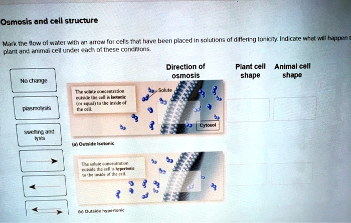 osmosis and cell structure mark the flow of water with an arrow for ...