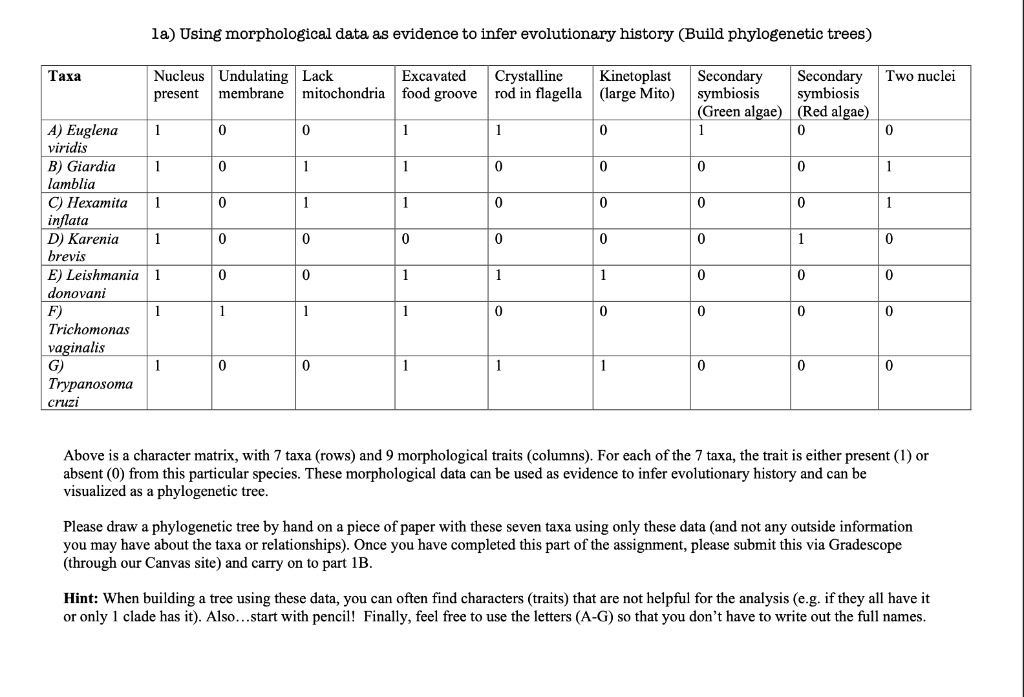 SOLVED: 1a) Using morphological data as evidence to infer evolutionary ...