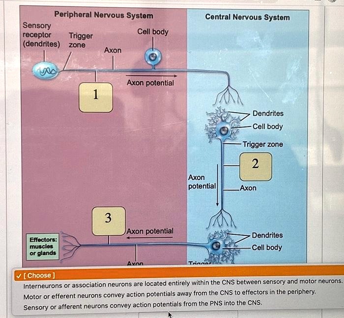 Peripheral Nervous System Central Nervous System Sensory receptor ...