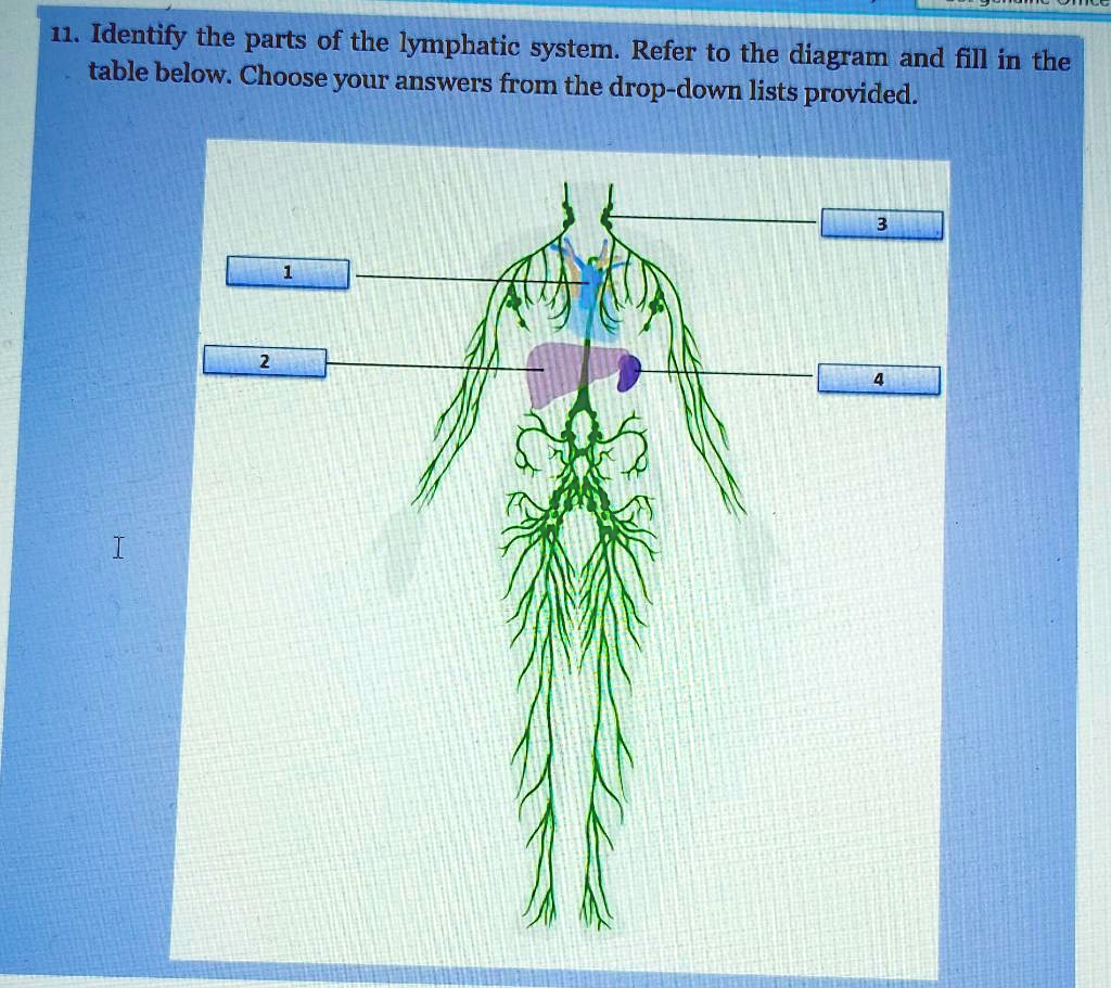 11.Identify the parts of the lymphatic system. Refer to the diagram and ...