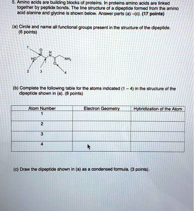 amino acids are building blocks of proteins in proteins amino acids are ...