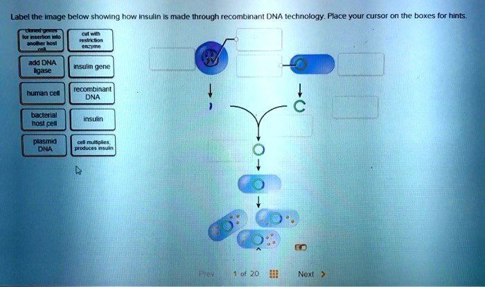 Label the image below showing how insulin is made through...