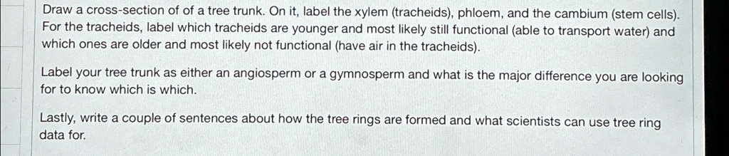 draw a cross section of of a tree trunk on it label the xylem tracheids ...