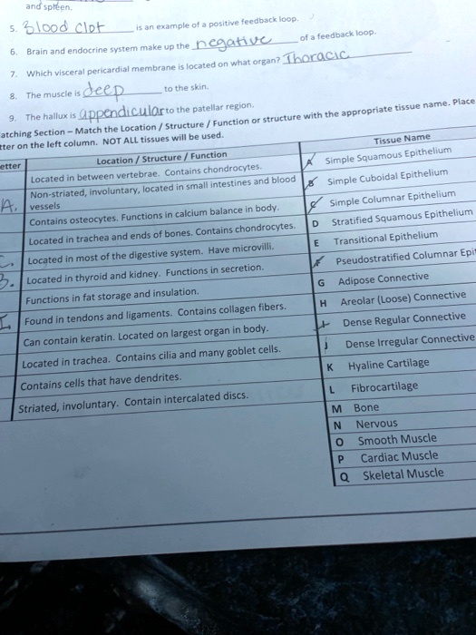 SOLVED: Anatomy and Physiology: Feedback Loop Systems and Tissue Types ...