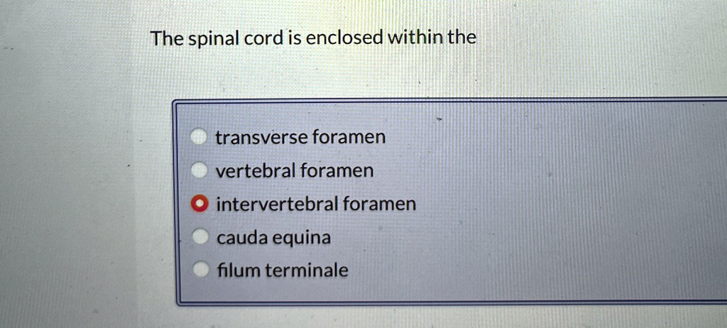 The spinal cord is enclosed within the transverse foramen vertebral ...
