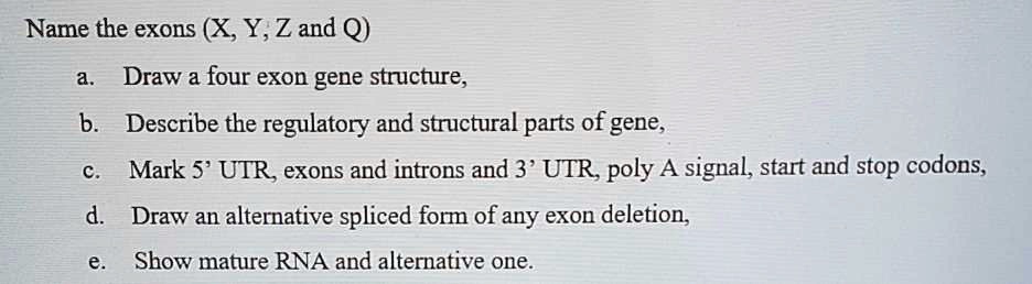 Name the exons x yzand q draw a four exon gene structure b...