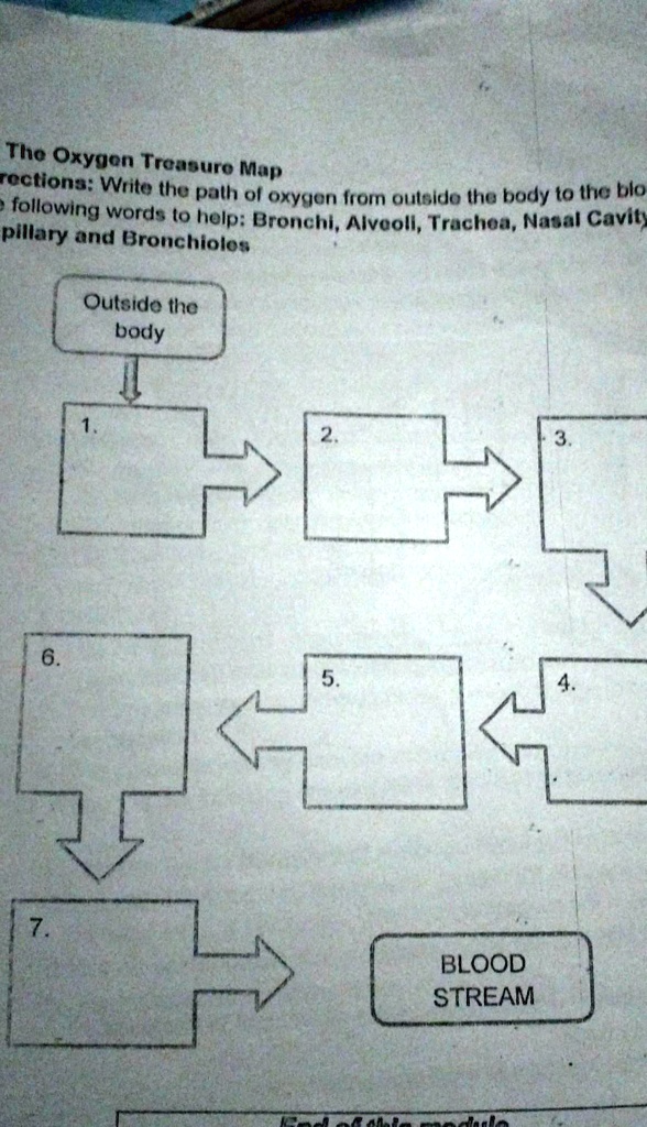 Write the path of oxygen from outside the body to the bloodstream ...