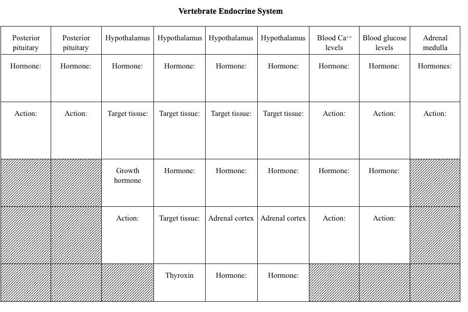 SOLVED:Vertebrate Endocrine System Posterior pituitary Posterior ...
