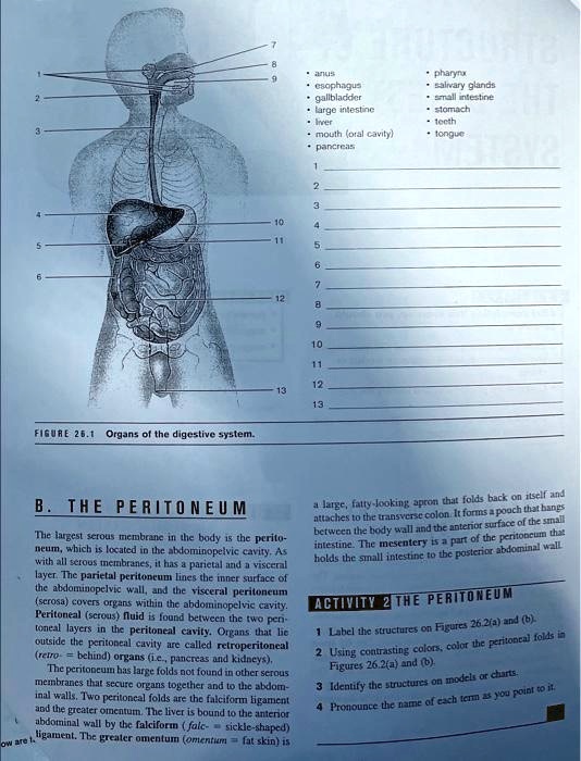 SOLVED: Texts: anus, esophagus, gallbladder, large intestine, mouth ...