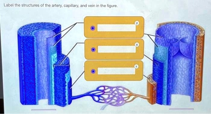 SOLVED: Label the structures of the artery, capillary, and vein in the ...