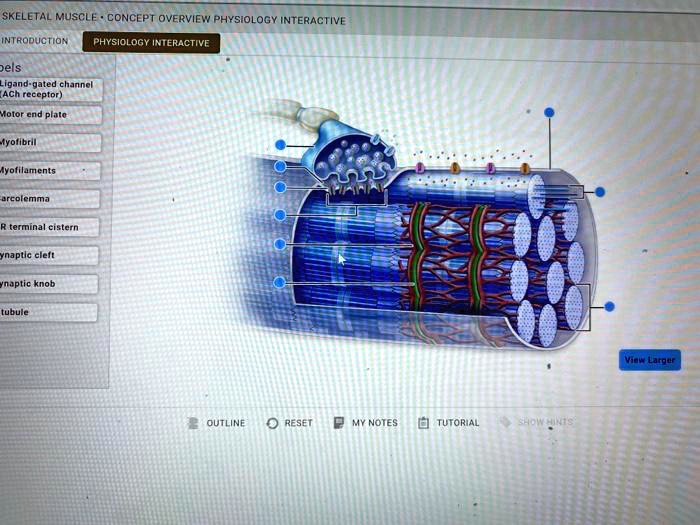 SKELETAL MUSCLE - CONCEPT OVERVIEW PHYSIOLOGY INTERACTIVE INTRODUCTION ...