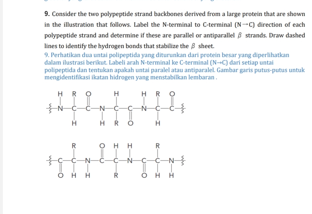 9. Consider the two polypeptide strand backbones derived from a large ...