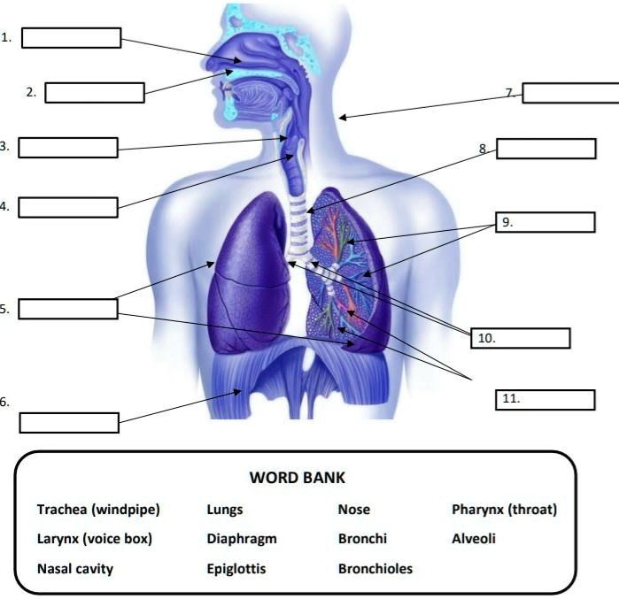 SOLVED: 'identify and locate the parts of the respiratory system using ...