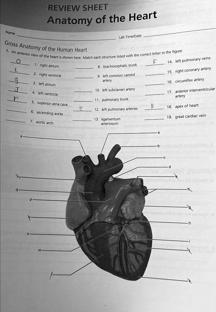 review sheet anatomy of the heart lab timedate gross anatomy of the human heart an anterior view ...