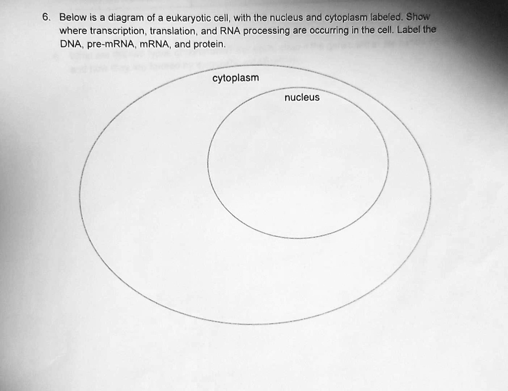 SOLVED: Below is a diagram of a eukaryotic cell, with the nucleus and ...