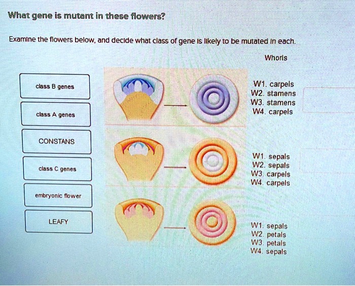 What gene is mutant in these flowers? Examine the flowers below, and ...