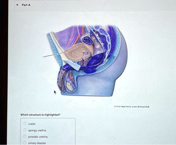 [GET ANSWER] ? Part A Which structure is highlighted? ureter spongy urethra prostatic urethra ...